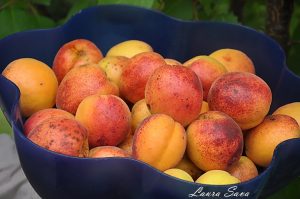 Cheesecake cu caise | Retete culinare cu Laura Sava