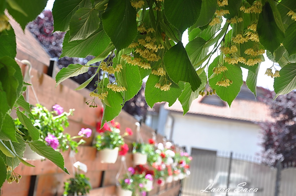 Surpriza de ziua mea-Carticica Practica | Retete culinare cu Laura Sava ...